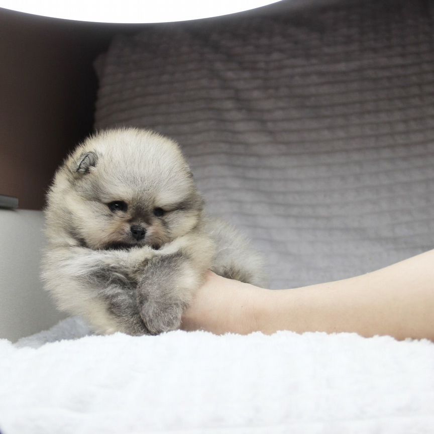 Мальчик Крем-соболь Мини