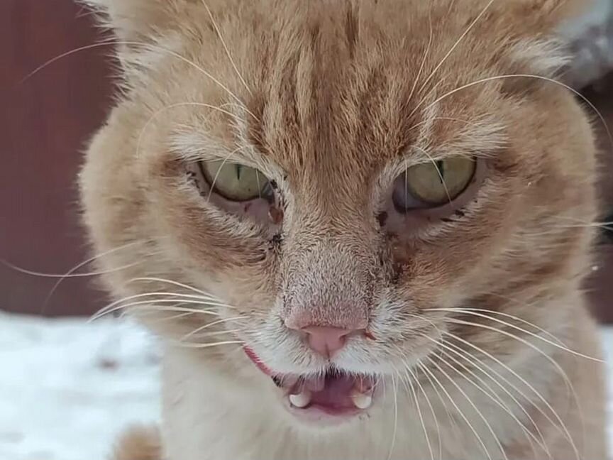 Кот Лаврентий в беде