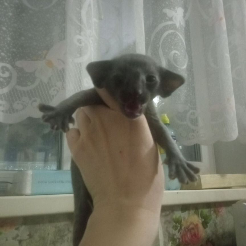 Ориентальный котёнок