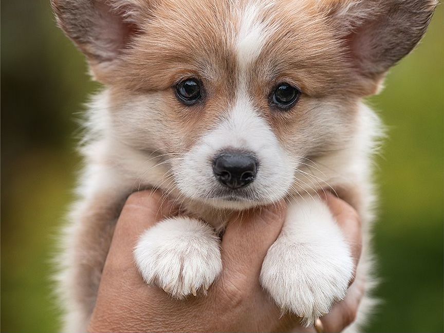 Породные суки вельш корги пемброк