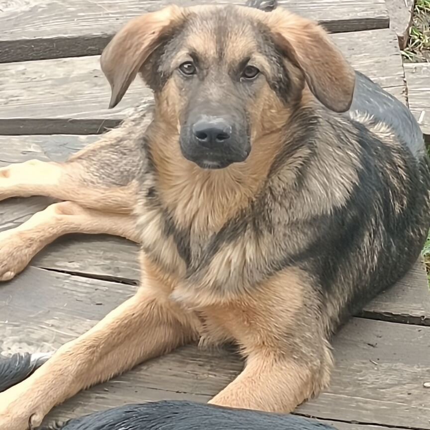 Немецкая овчарка, взрослая собака