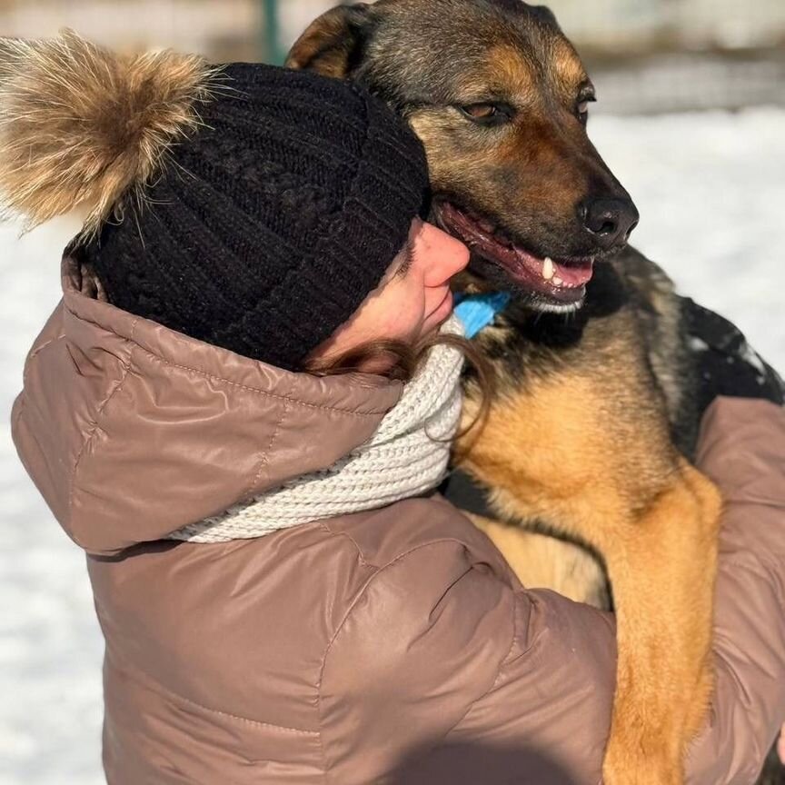 Обояшка Брют в добрые руки
