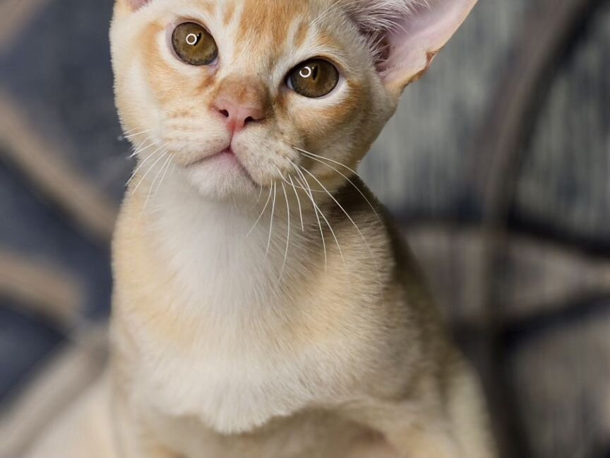 Бурманские котята