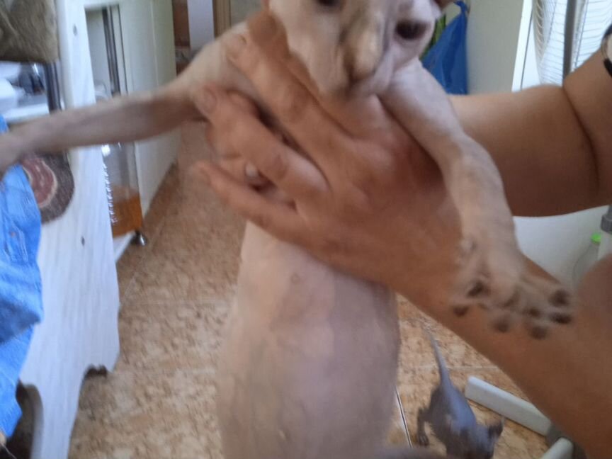 Канадский сфинкс