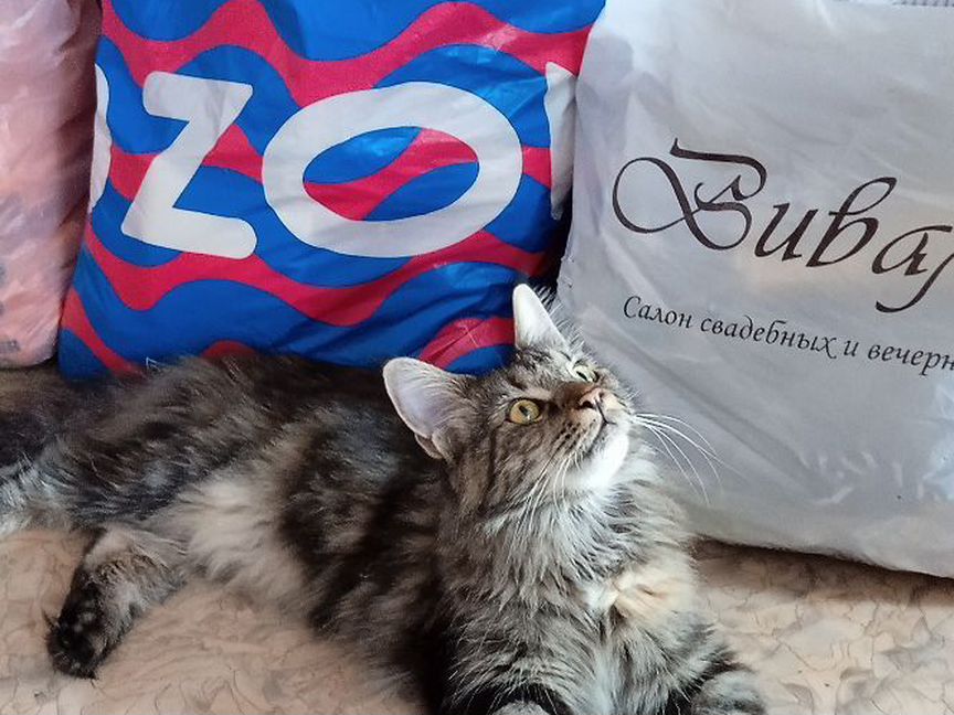 Ищем жениха