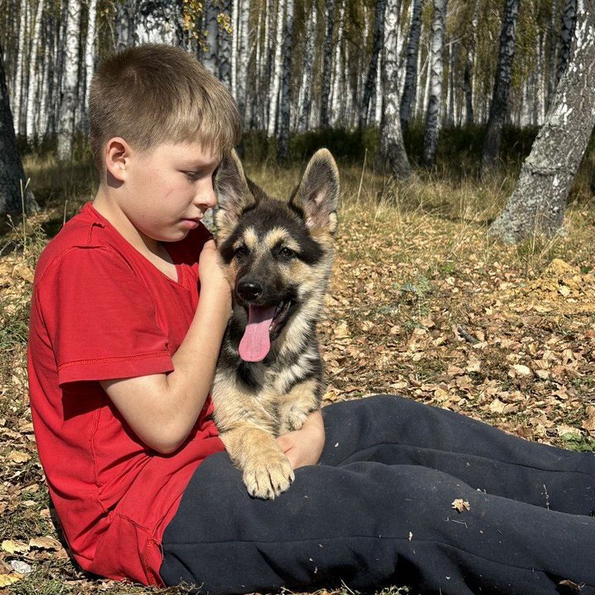 Восточноевропейская овчарка, взрослая собака