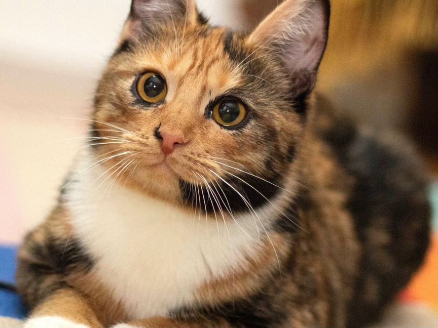 Котенок девочка в добрые руки