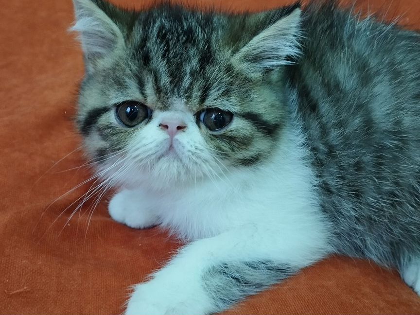 Экзотический котик
