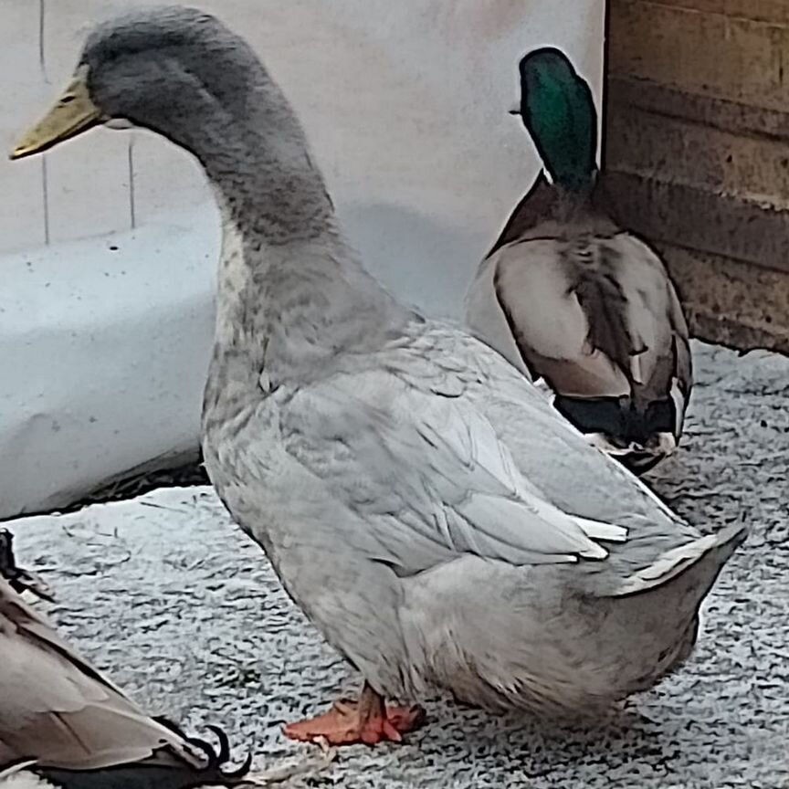 Утки Голубой фаворит