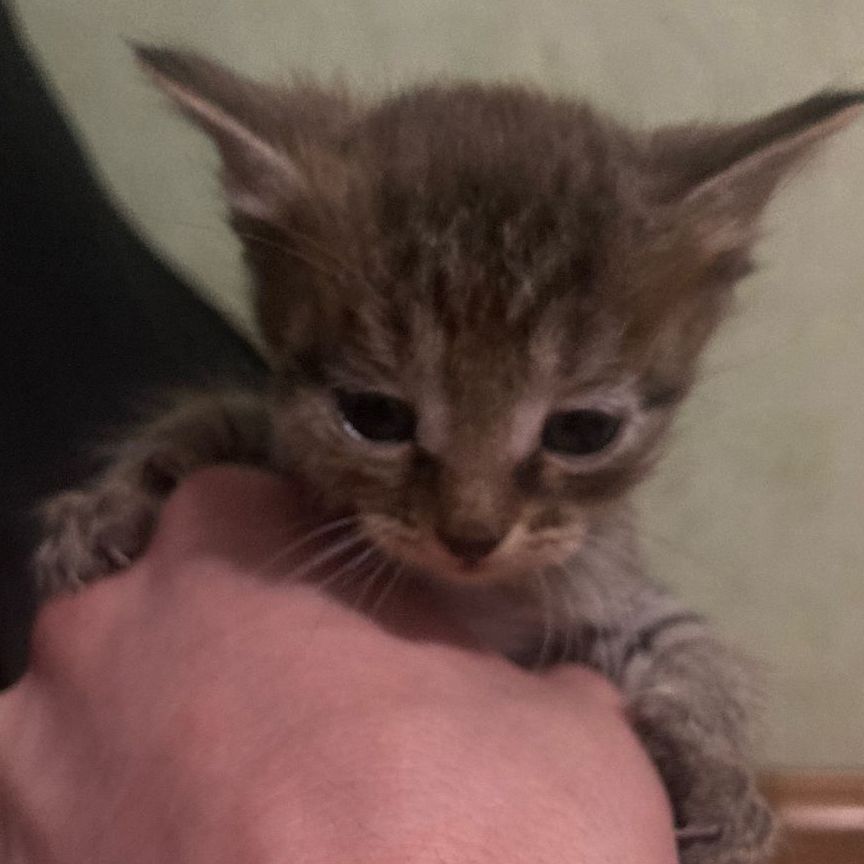 Котёнок в добрые руки