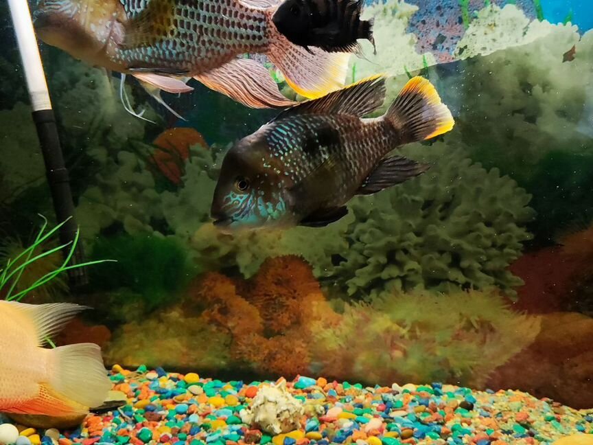 Продам аквариум с тумбой 320 литров и рыбками