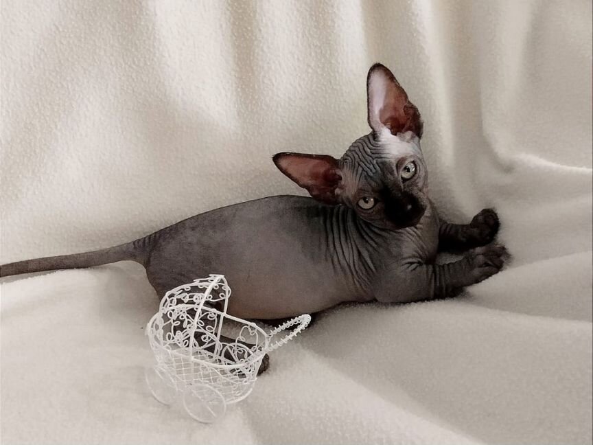 Бамбино малыш