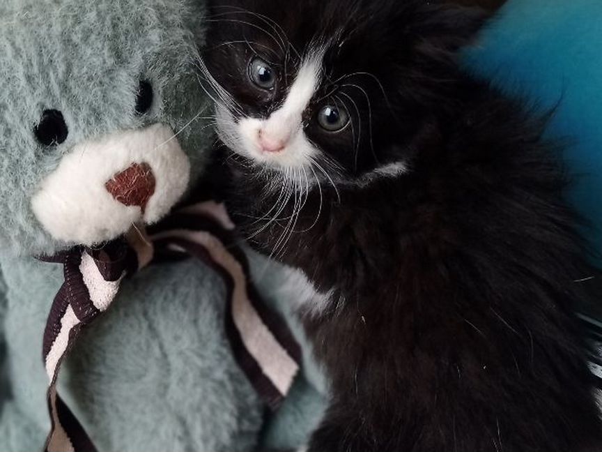 Котятки спасённые с улицы