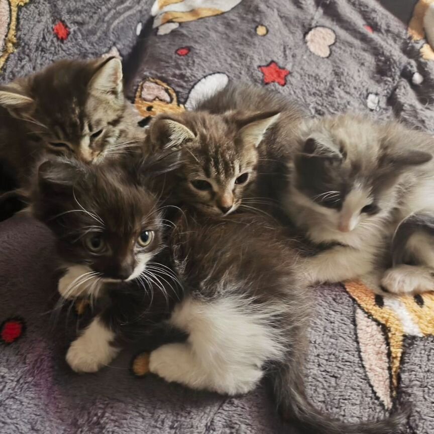Котята в добрые руки