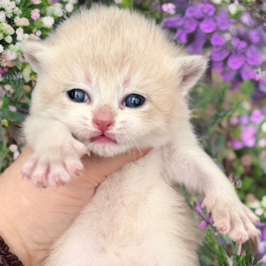 Британский короткошёрстный котёнок