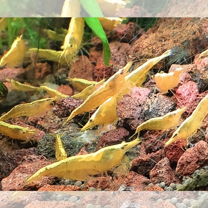 Креветки желтые, коридорасы