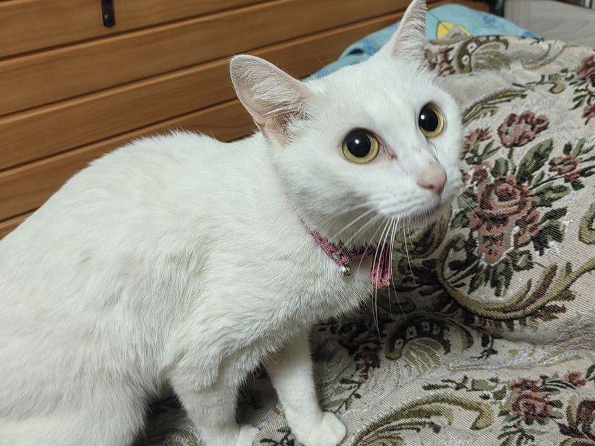 Кошка