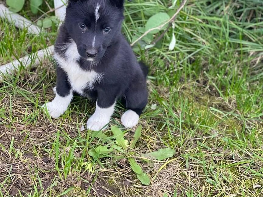 Русско европейская лайка