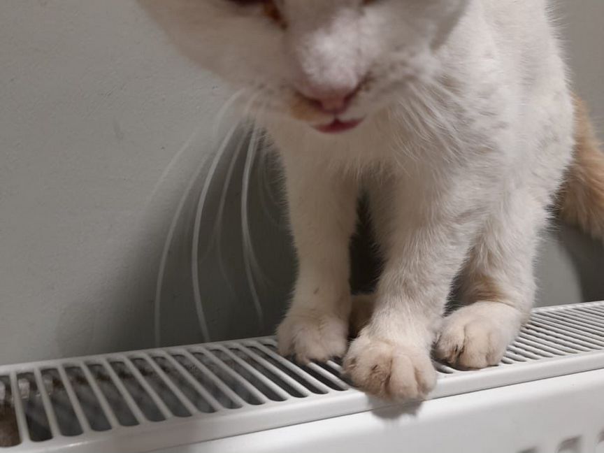 Кот бездомный