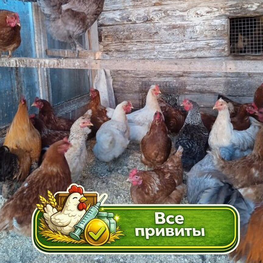 Куры несушки с доставкой