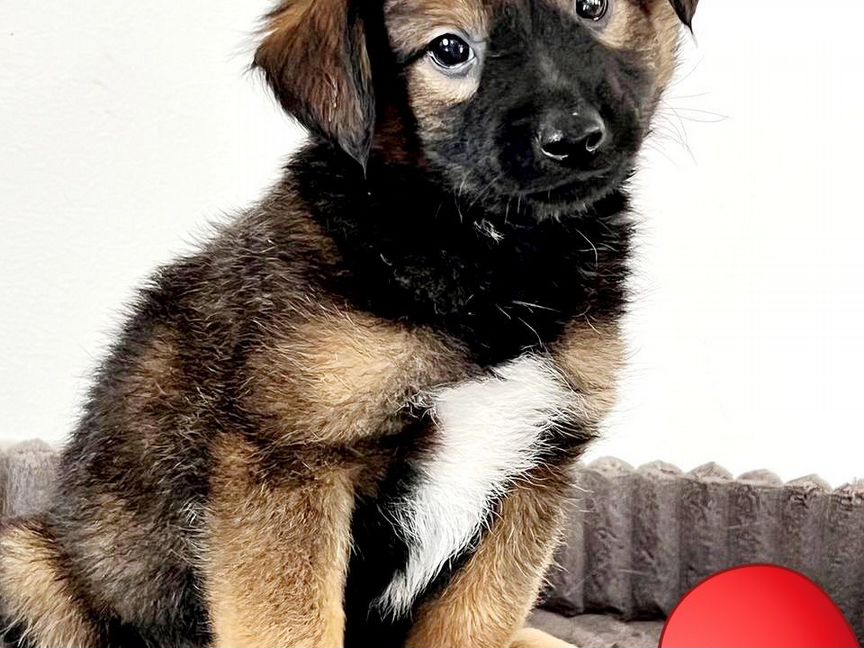 Собака щенок мальчик в добрые руки бесплатно