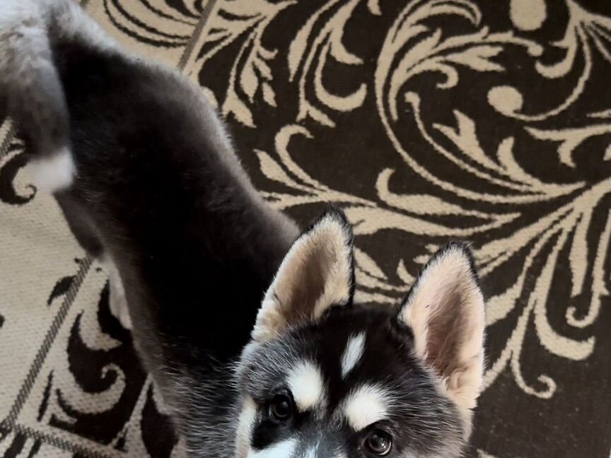 Сибирский хаски