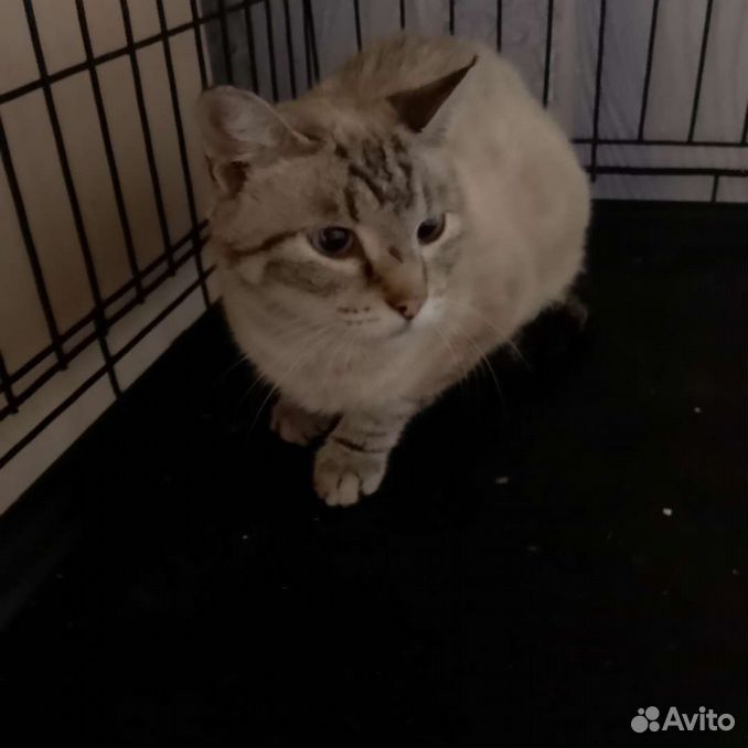 Тайская кошечка брошена