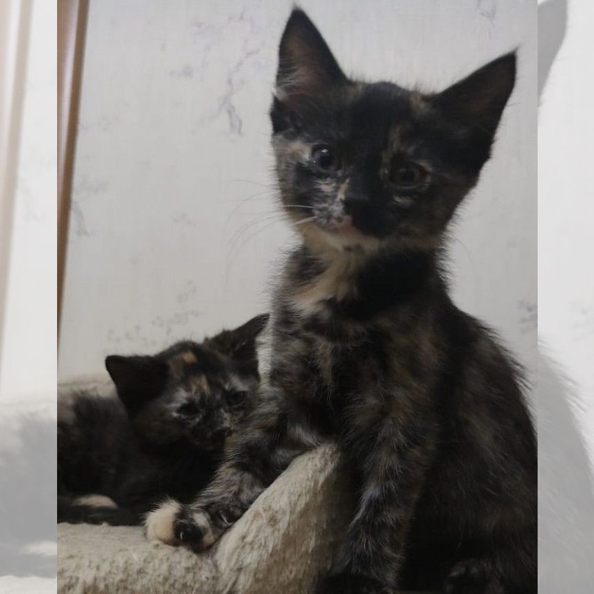 Сестрички-котятки Черничка и Вишенка