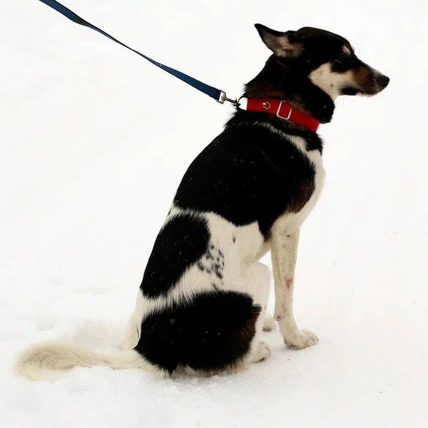 Нет чувств. сири