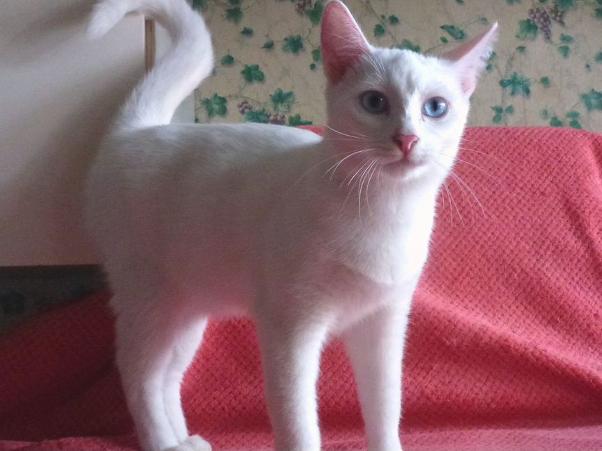 Кошечка в добрые руки