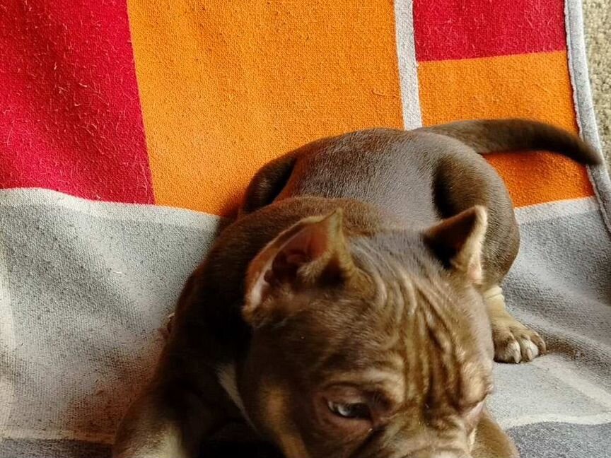 Американский булли покет