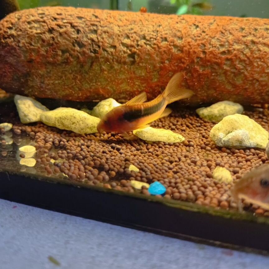 Коридорасы обмен