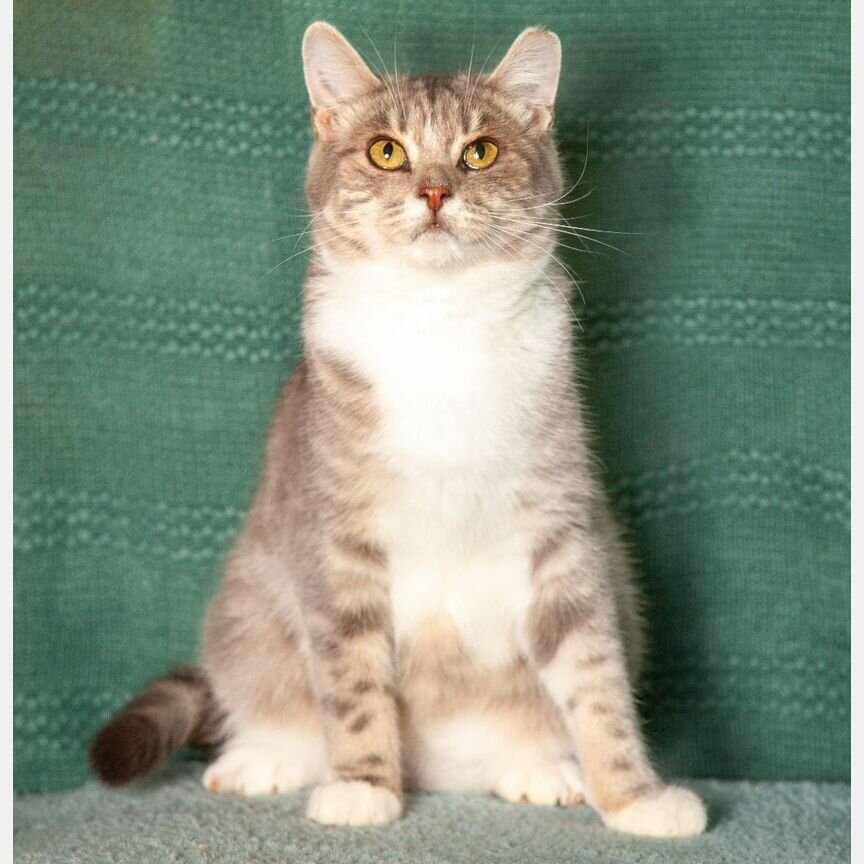 Котики ищут дом