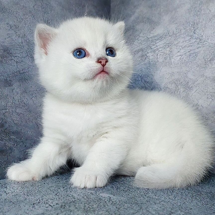 Британские котята серебристая шиншилла