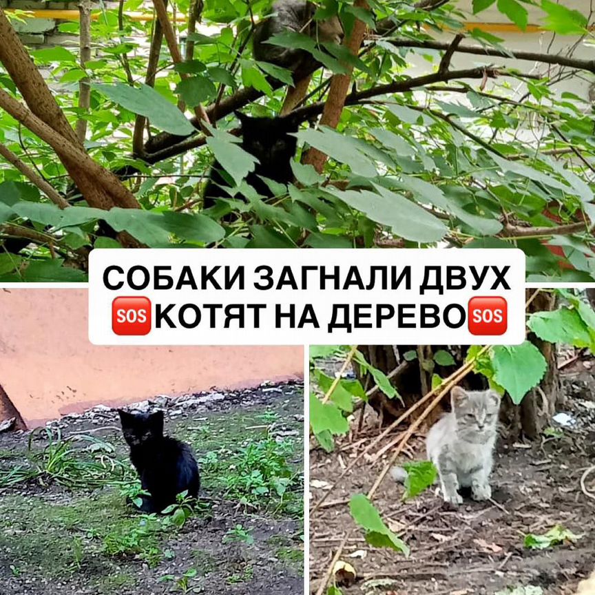 Котята-сироты загнаны на дерево