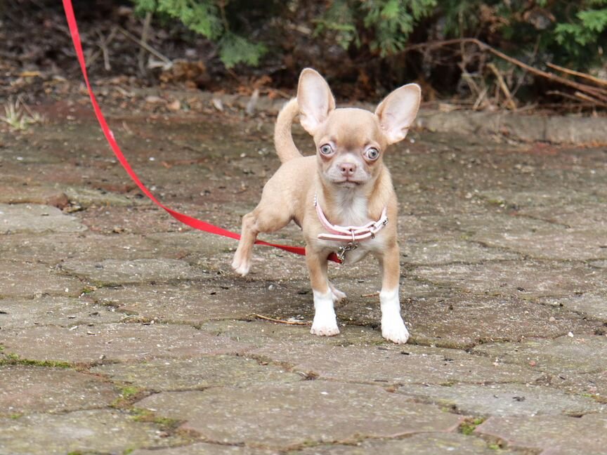 Изабелловая чихуахуa c доcтавкой