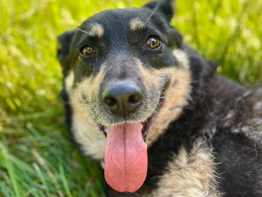 Спокойная собачка Руся из приют ждё своего хозяина