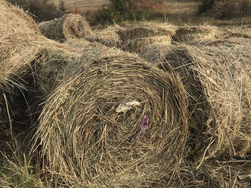 Сено в мини-рулонах