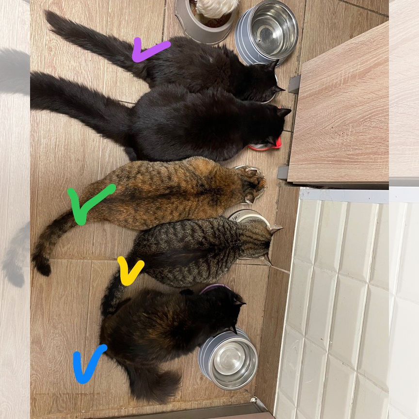Кошка в добрые руки