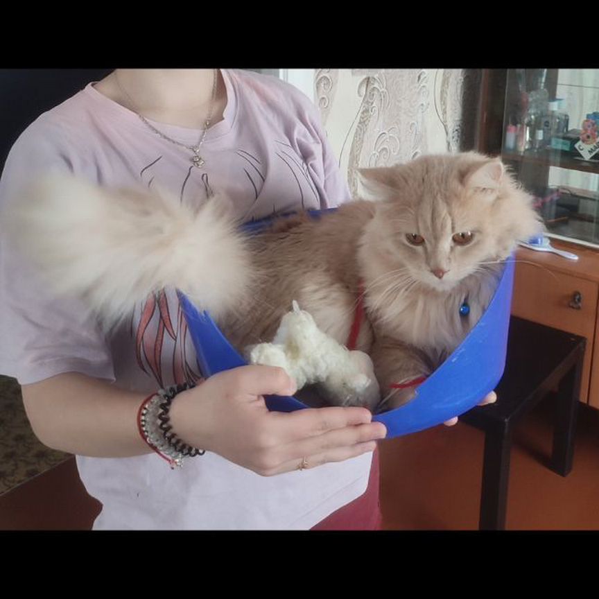 Отдам кота в добрые руки