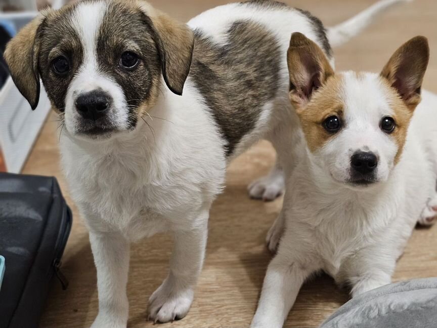 Собака в добрые руки щенок