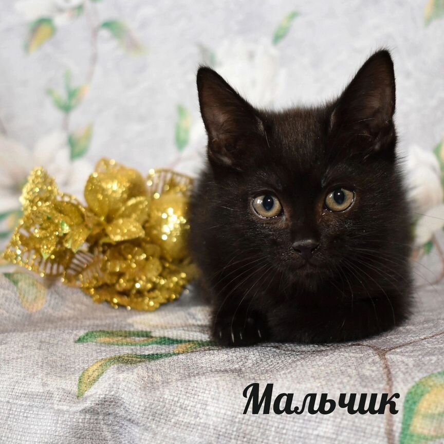 Котенок в добрые руки