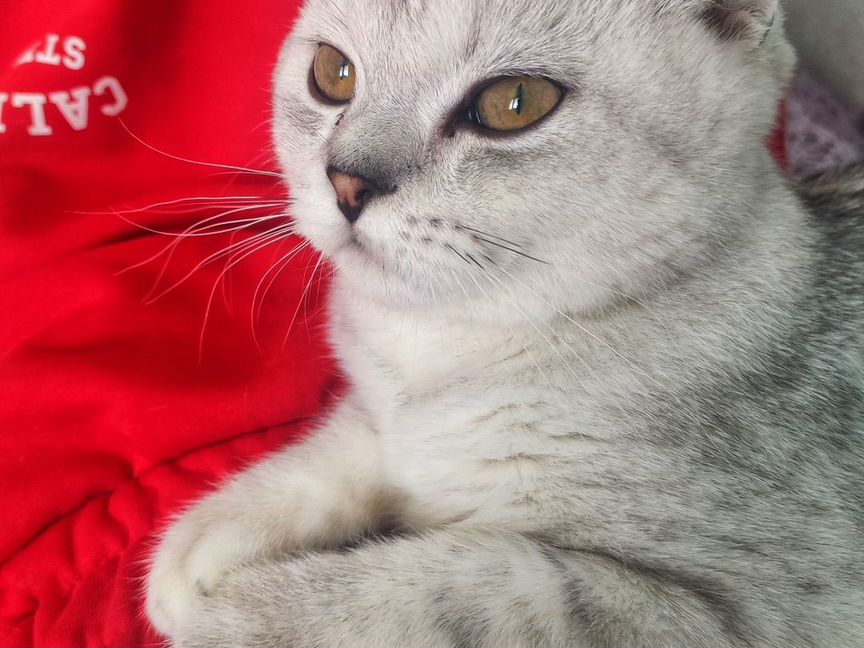 Продам британского вислоухого кота