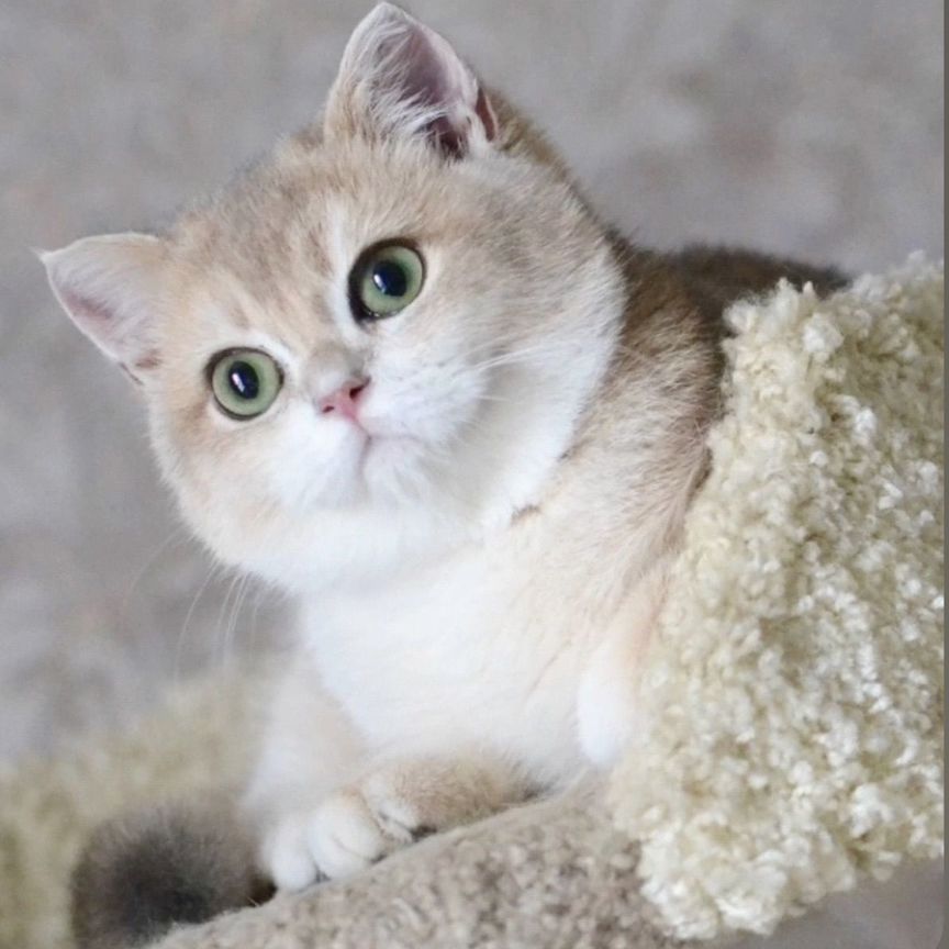 Мальчик лиловая золотистая шиншилла (cy12)