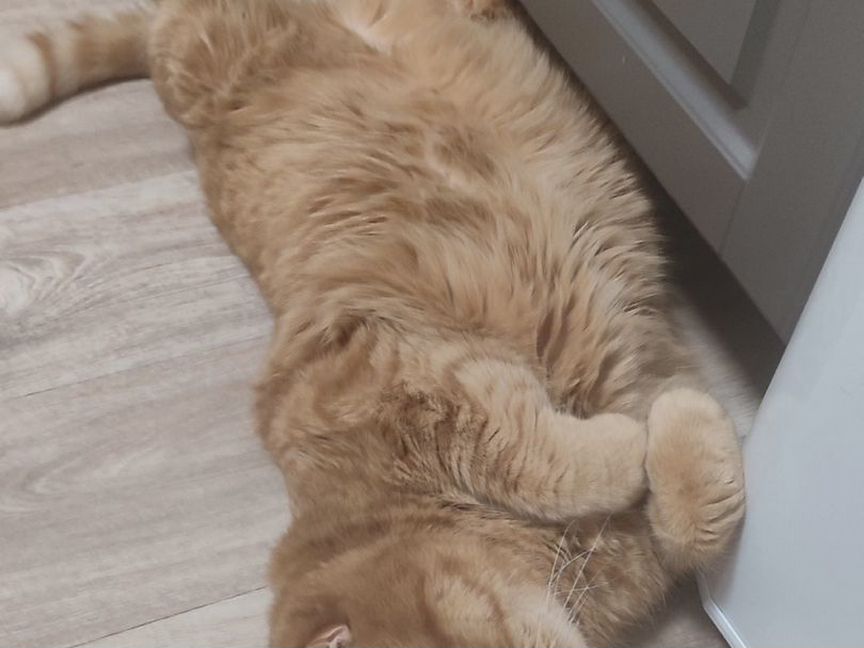 Самый лучший кот