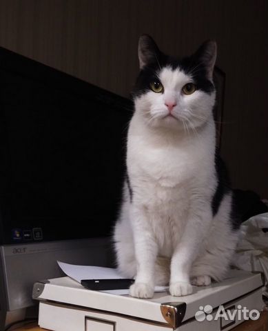 Отдаём ласкового котика