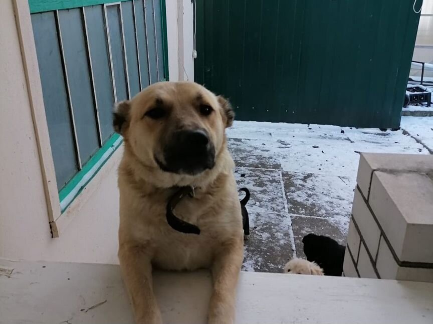 Сао отдам бесплатно