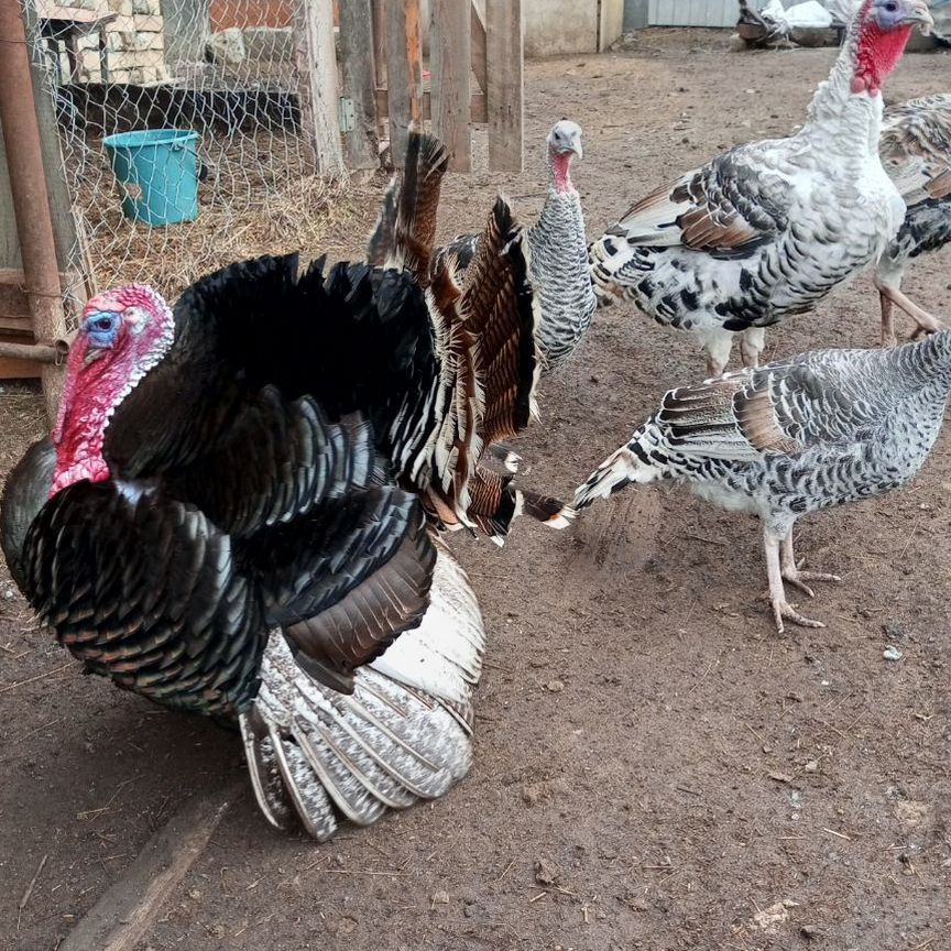 Индюки на племя