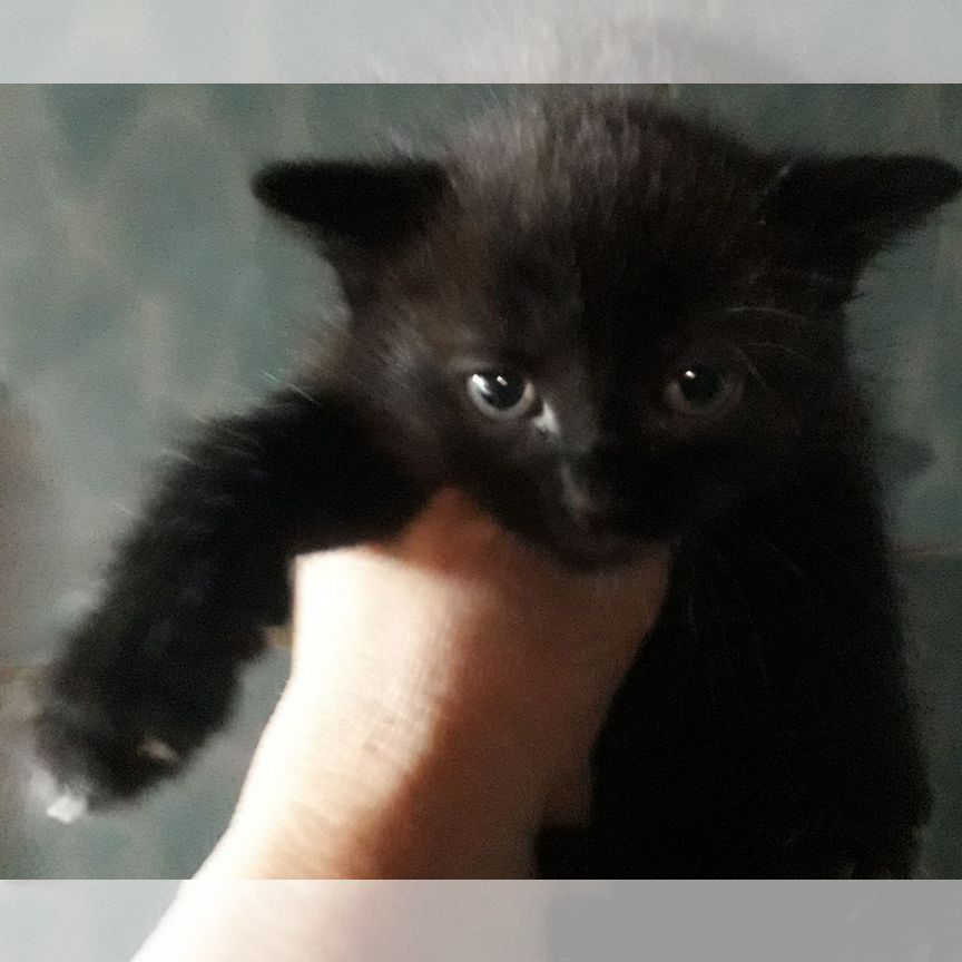 Котенок 1 месяц