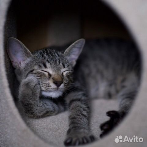 Котёнок Леопольд (мальчик, 3 месяца)